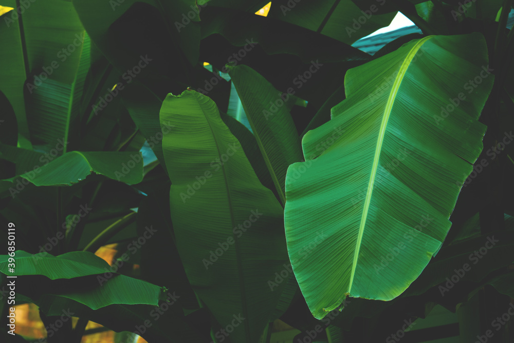 banana leaves natural background dark natural backdrop Stock Photo ...