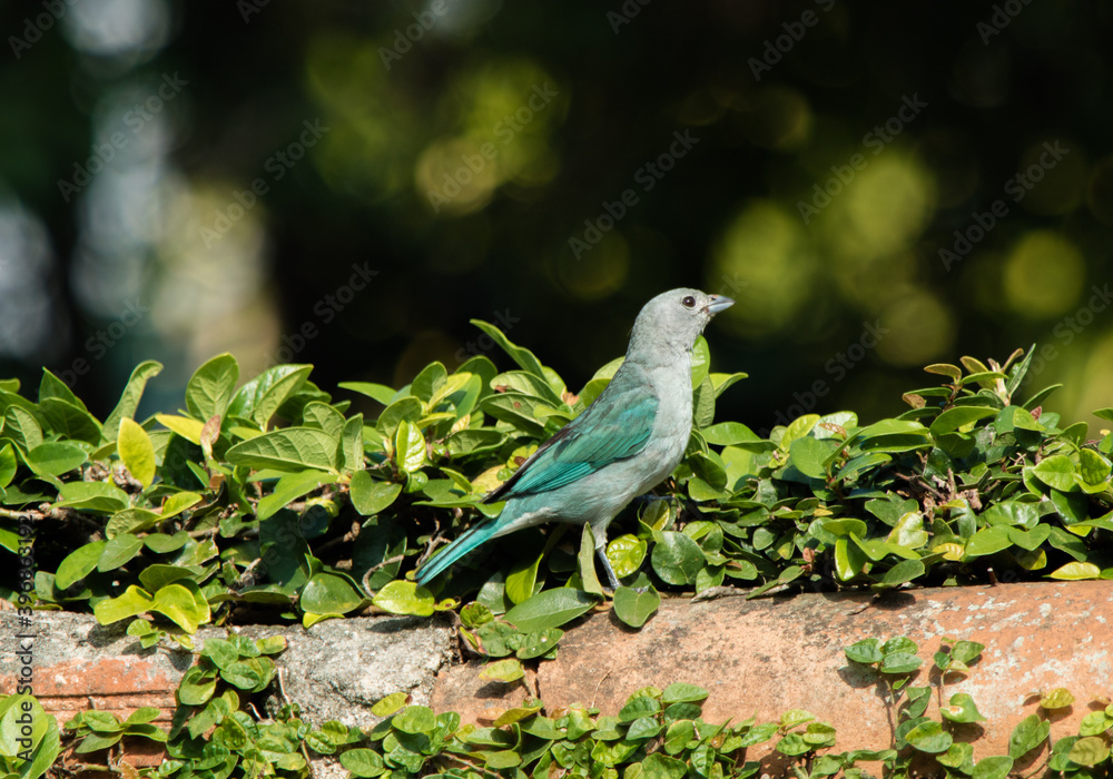 Passaro azul, bonito e elegante. Fauna brasileira passaro livre na ...