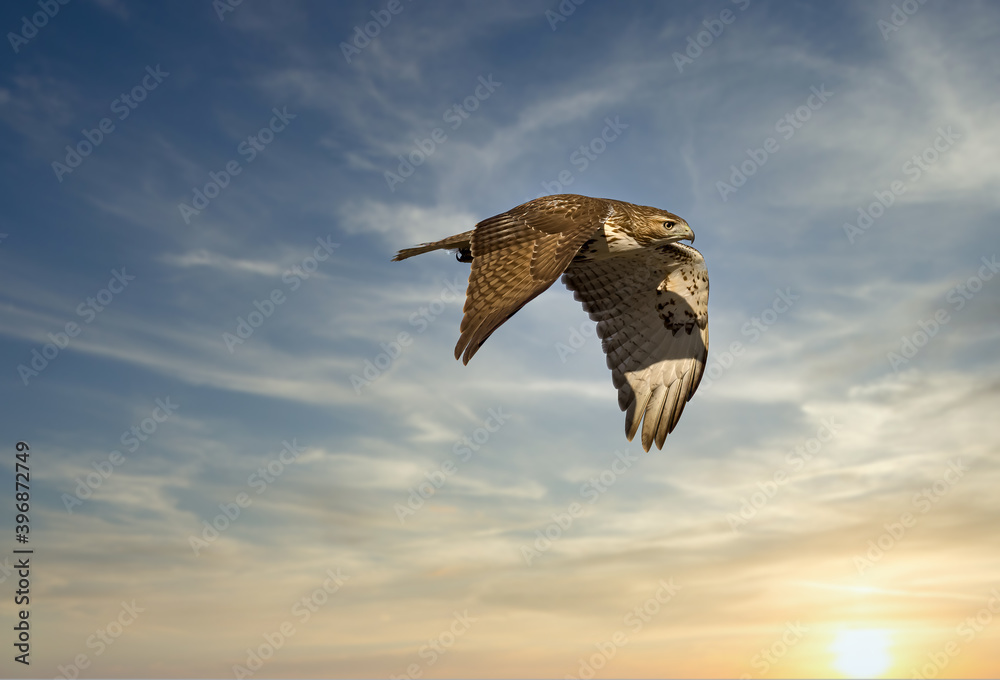 Red tailed hawk flying in high over Dorval airport, Montreal Quebec ...