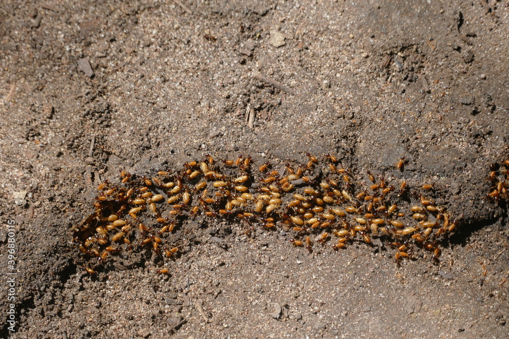 A group of termites have formed a highway from a feeding ground to ...