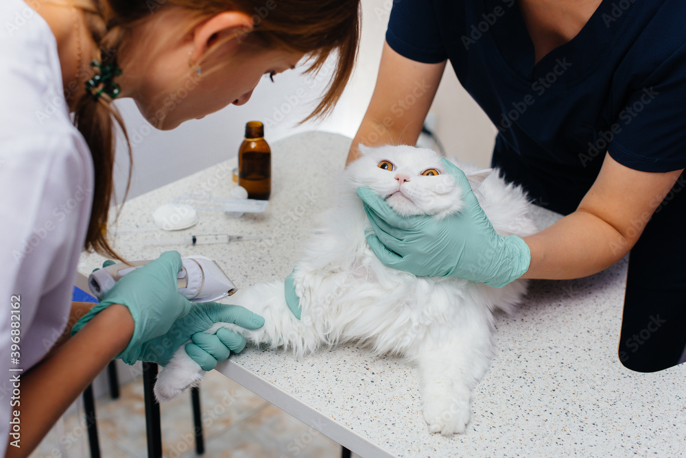 In a modern veterinary clinic, a thoroughbred cat is examined and ...