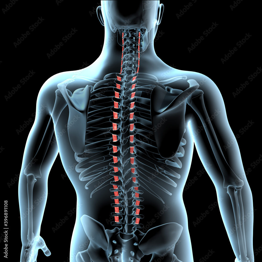 Anatomical Position Muscles