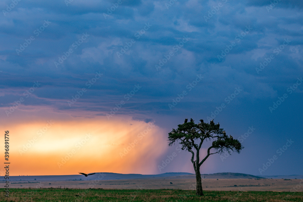 Kenyan Sunset Landscape Savanna Grassland Wilderness Maasai Mara ...