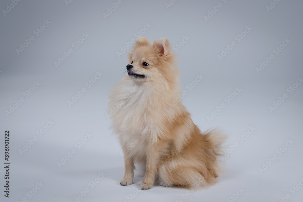 Shaggy dog breed pygmy pomeranian spitz in a rack on a gray background ...