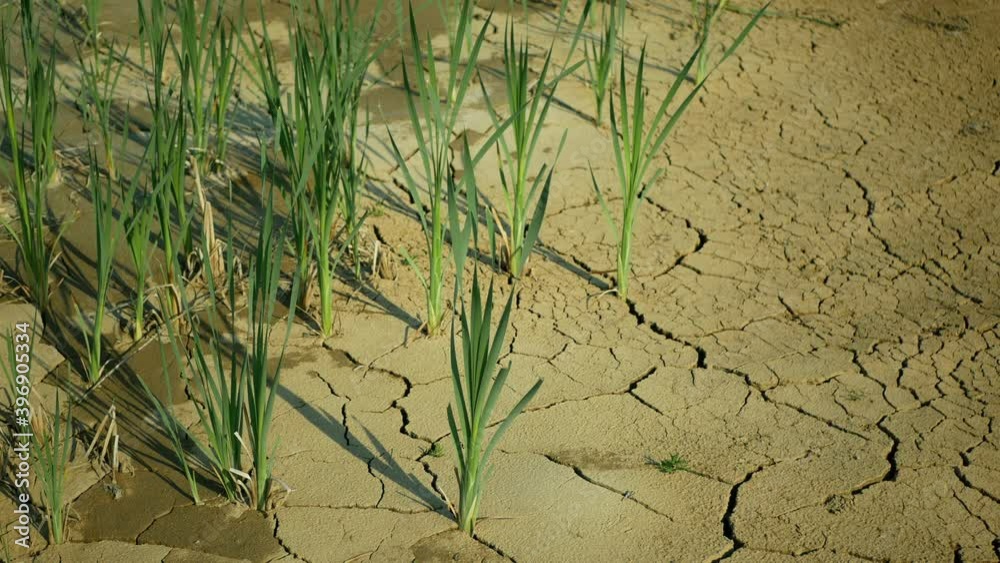 Cracked drought pond lake wetland, swamp very drying up the soil crust ...