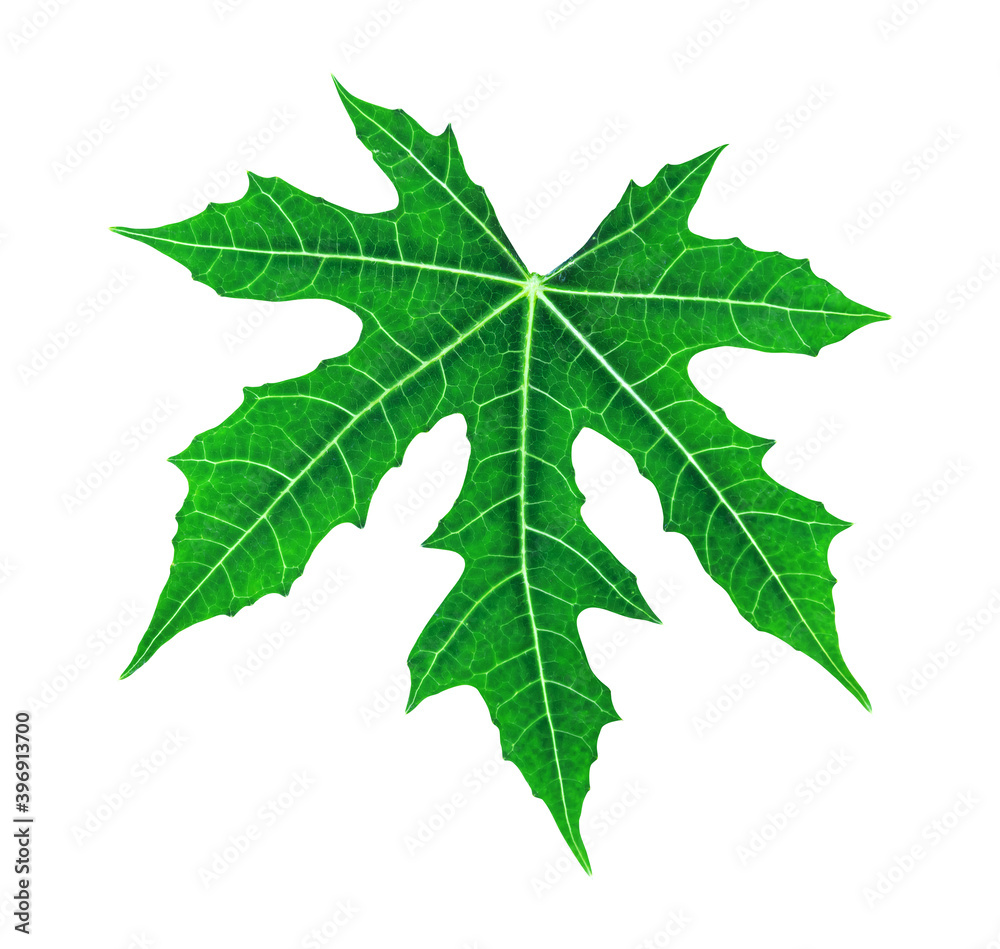 Chaya leaf (Cnidoscolus Aconitifolius or Cnidoscolus chayamansa McVaugh ...