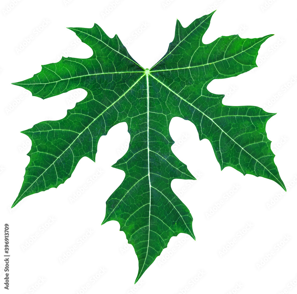 Chaya leaf (Cnidoscolus Aconitifolius or Cnidoscolus chayamansa McVaugh ...