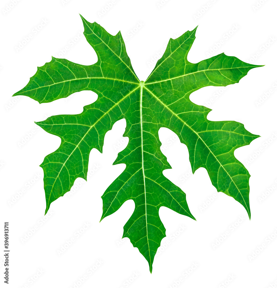 Chaya leaf (Cnidoscolus Aconitifolius or Cnidoscolus chayamansa McVaugh ...