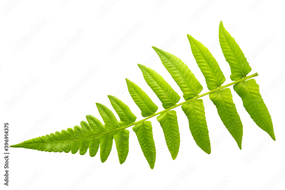 The leaf of Paco fern, Small vegetable fern, Vegetable fern (Diplazium ...