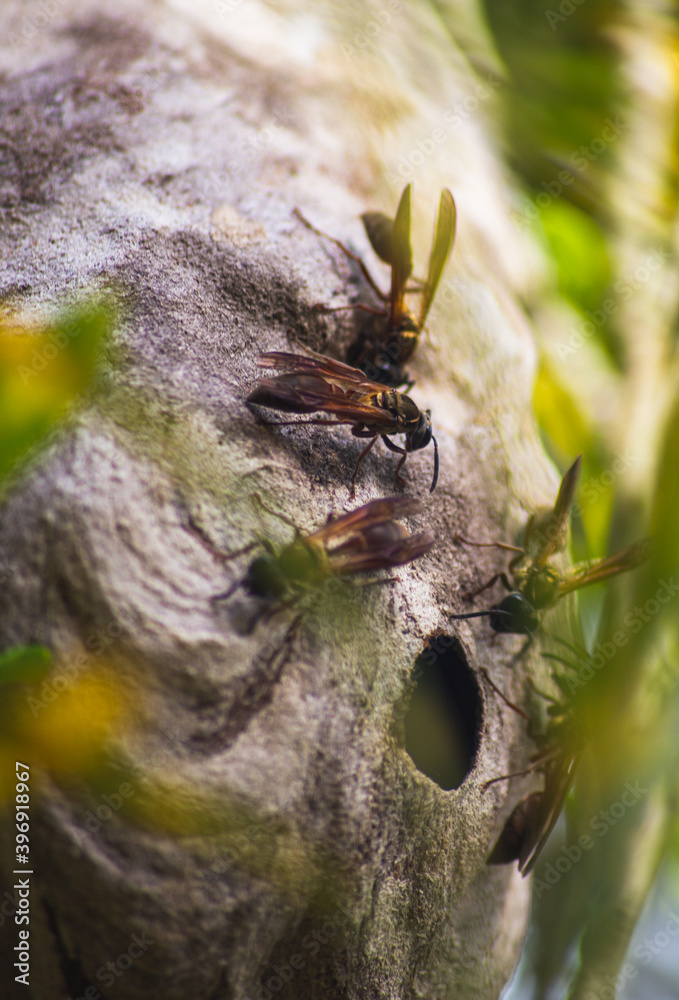 Animales de un jardín Stock Photo | Adobe Stock