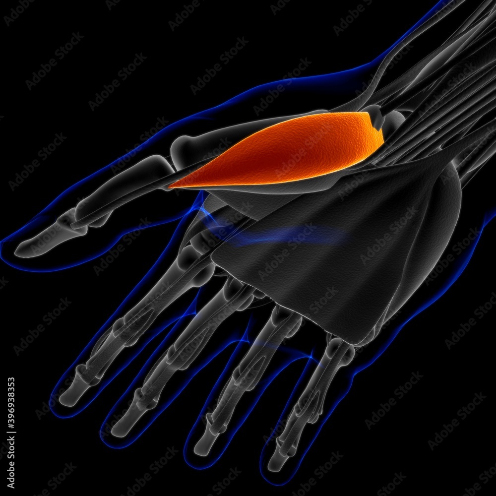 Abductor Pollicis Brevis Muscle Anatomy For Medical Concept 3D ...