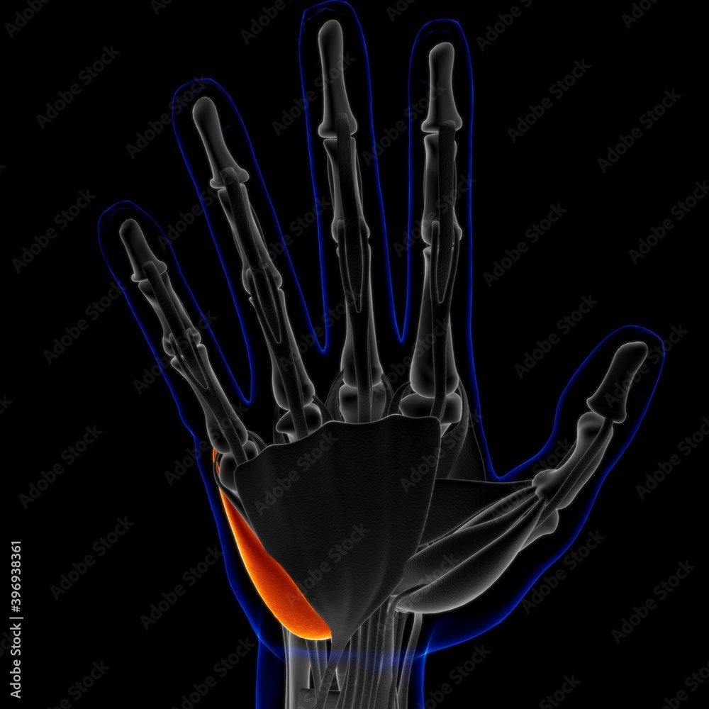 Abductor Digiti Quinti Brevis Muscle Of Hand Anatomy For Medical ...