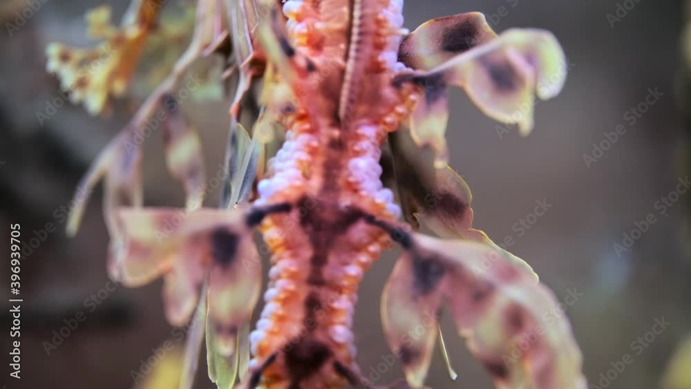 Leafy Sea Dragon with eggs macro close ups 4k slow motion Stock ビデオ ...