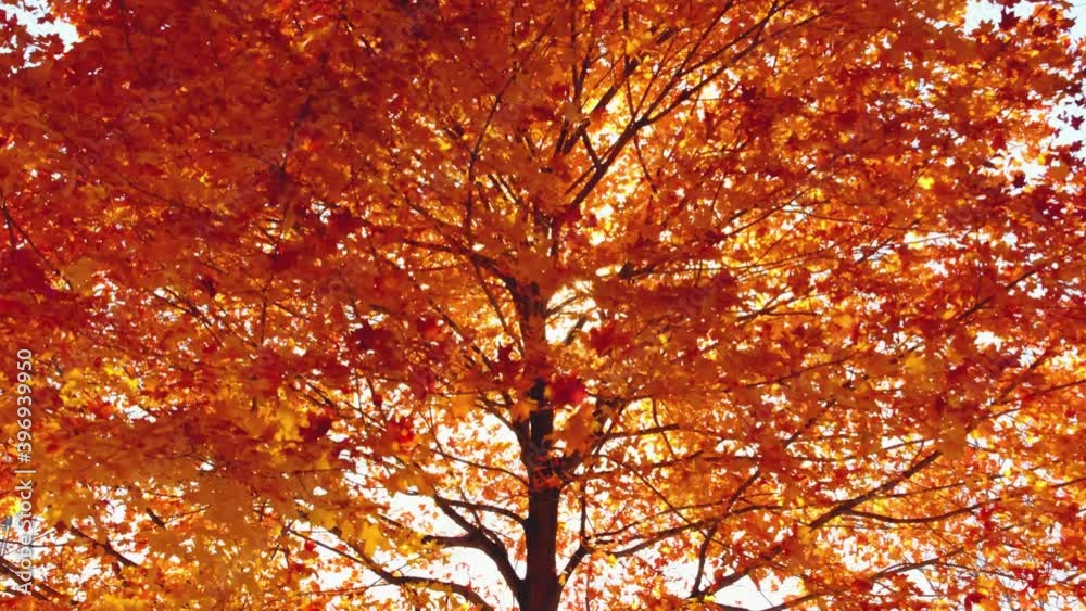 Orange Foliage of an autumn tree. Captured in a full wide frame filled ...