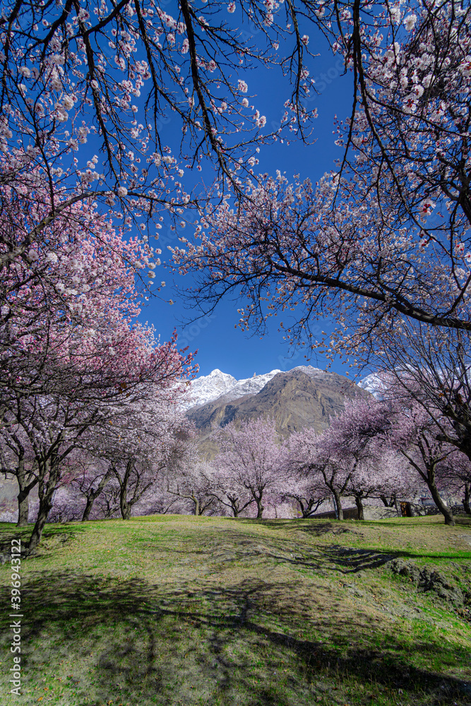 Spring landscape , also known as blossom and springtime, is one of the ...