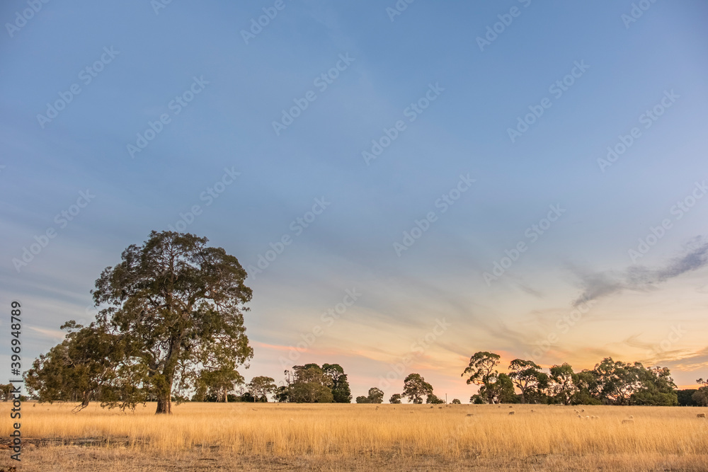 Australian Gum Tree in field of dry grass with sheep. Sunset over a ...