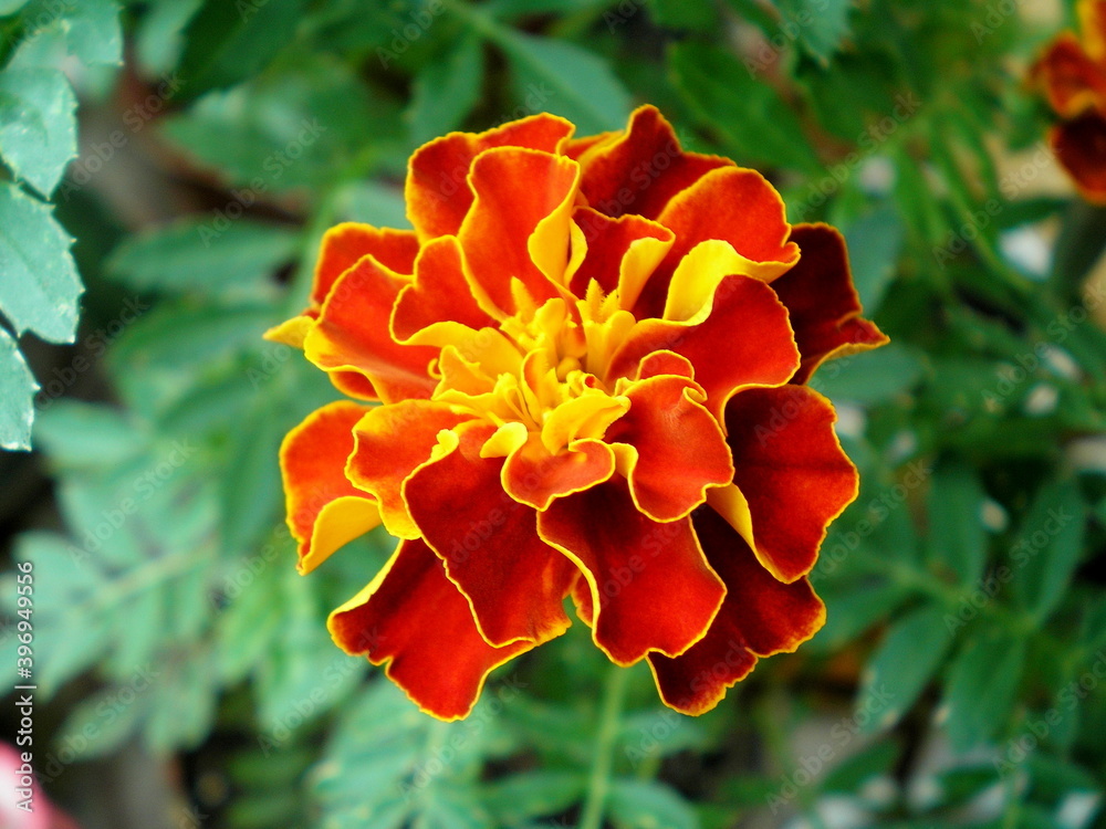 Orange red marigold flower (tagetes) on leaves background in garden ...
