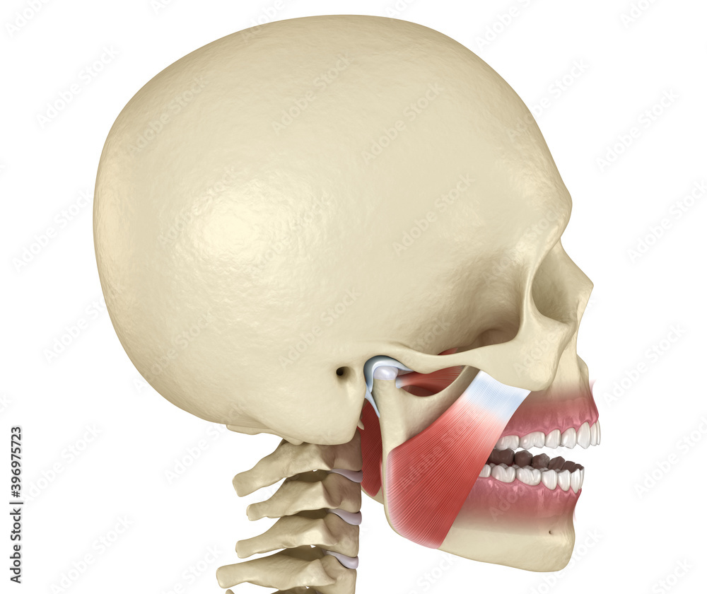 TMJ: The temporomandibular joints and muscles. Medically accurate 3D ...