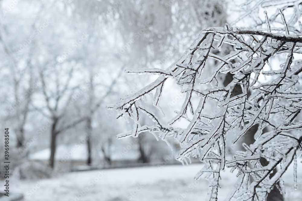 Foto de Branches covered with ice after freezing rain. Sparkling ice ...
