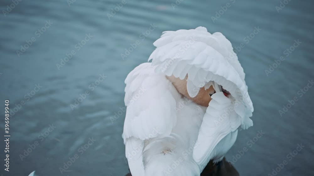 White swan sitting on the water scratching his fluffy plumage. Graceful ...