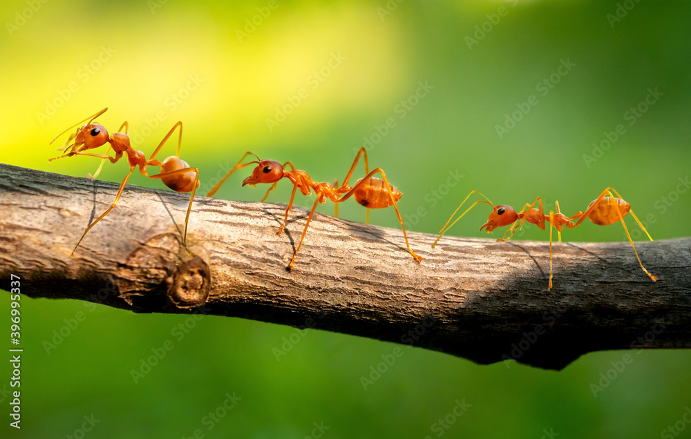 Three red ants walk on the branches blurred green background. Stock ...