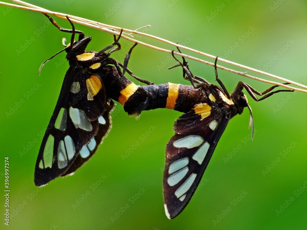 Insects reproduce through physiological processes involving the ...