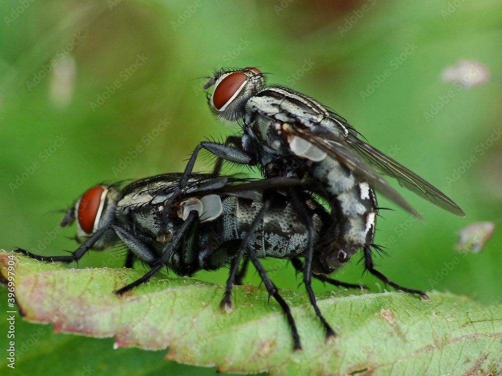 Insects reproduce through physiological processes involving the ...