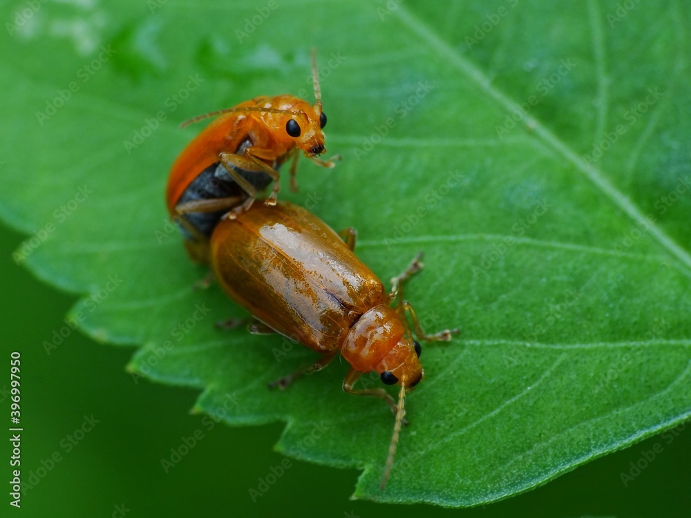 Insects reproduce through physiological processes involving the ...