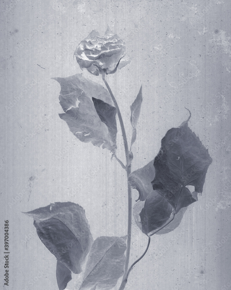 Rose flower. Daguerreotype style. Film grain. Vintage photography ...