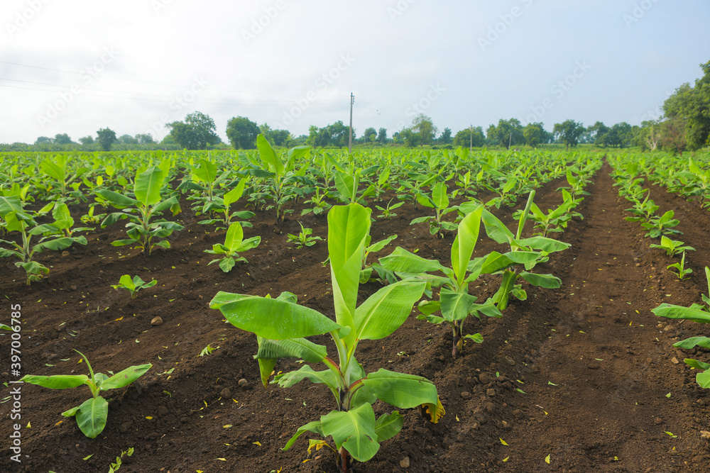 Banana plantation. Banana Farm. Young banana plants in a rural farm in ...