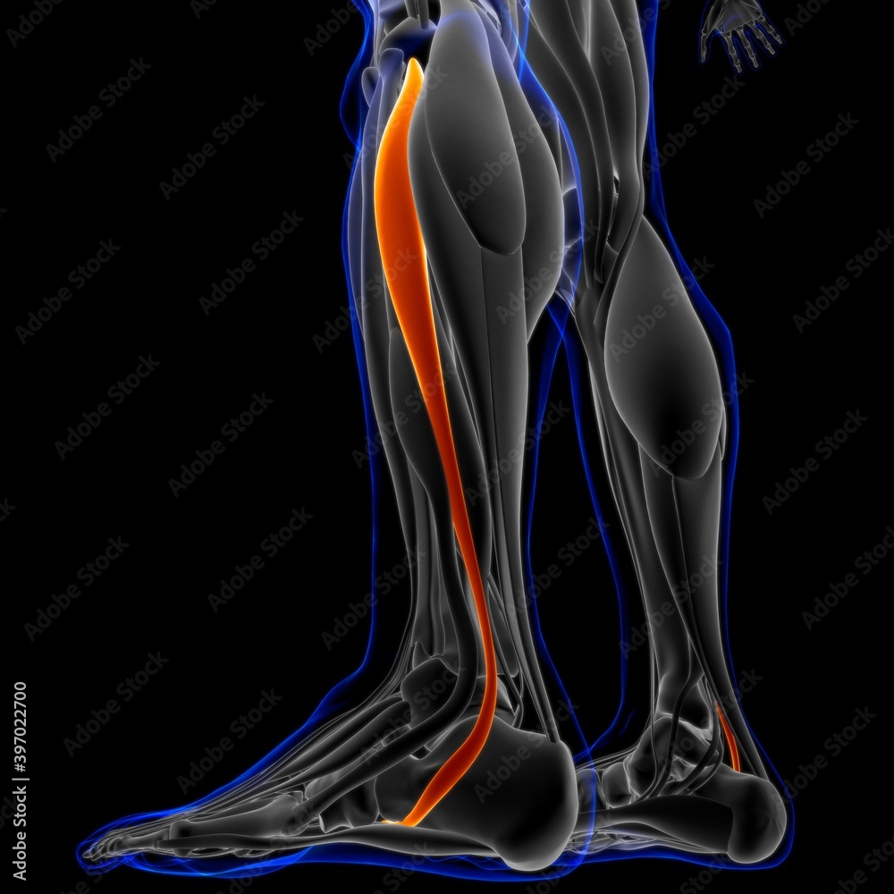 Peroneus longus Muscle Anatomy For Medical Concept 3D Illustration ...
