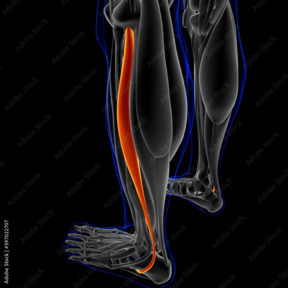 Peroneus longus Muscle Anatomy For Medical Concept 3D Illustration ...
