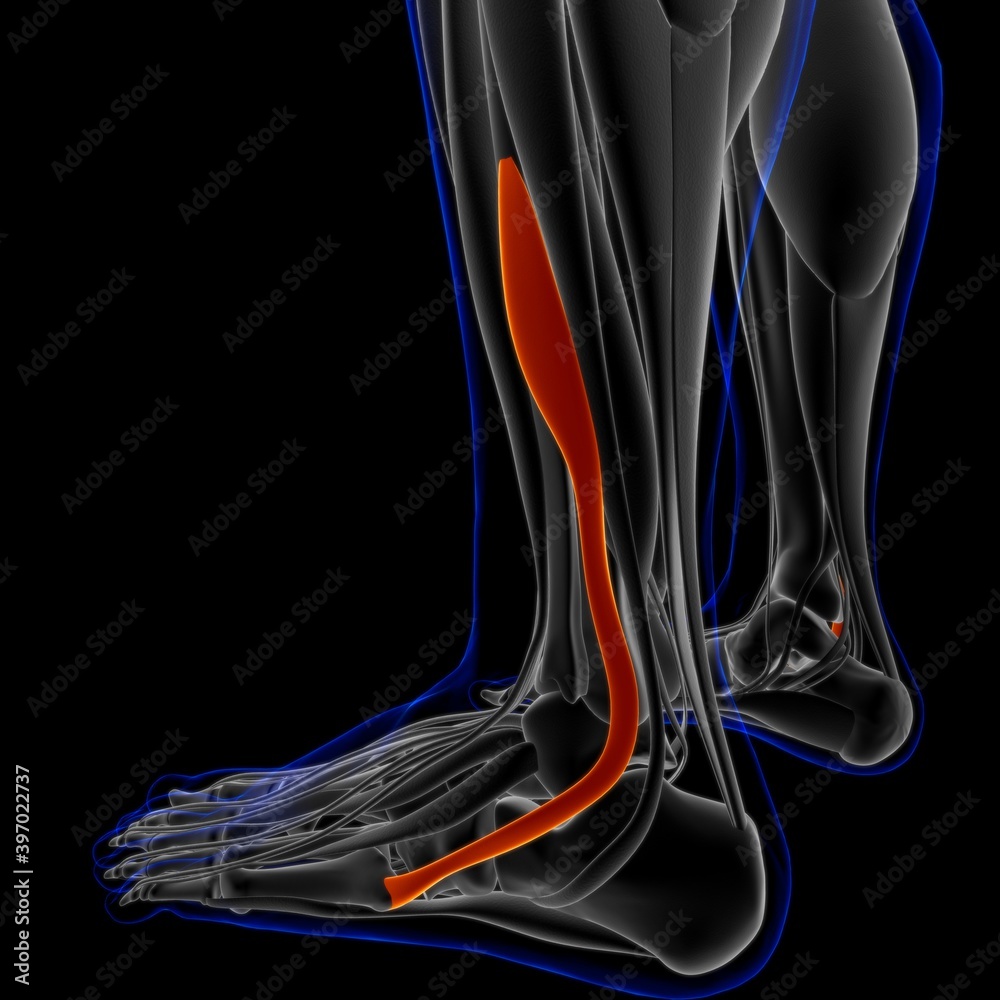Peroneus Brevis Muscle Anatomy For Medical Concept 3D Illustration ...