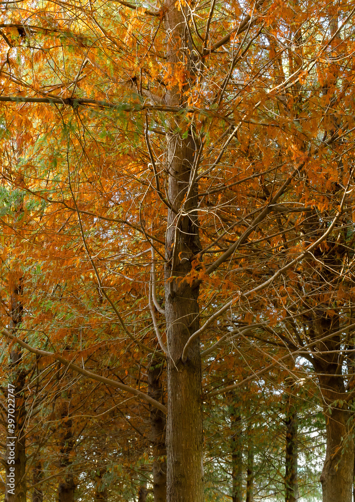 Close-up look of beautiful bald cypress forest in fall in taiwan Nantou ...