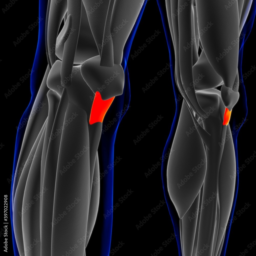 Ligamentum Patellae