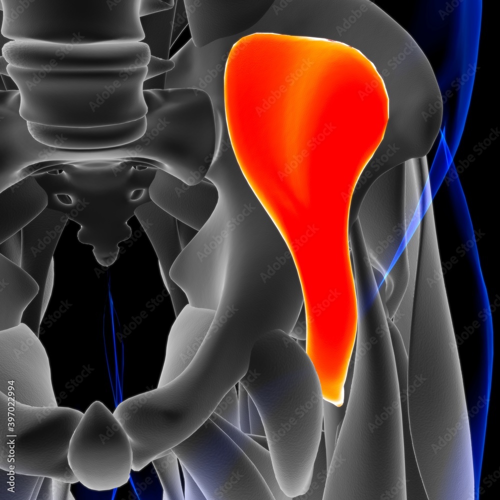 Iliacus Muscle Anatomy For Medical Concept 3D Illustration Stock ...