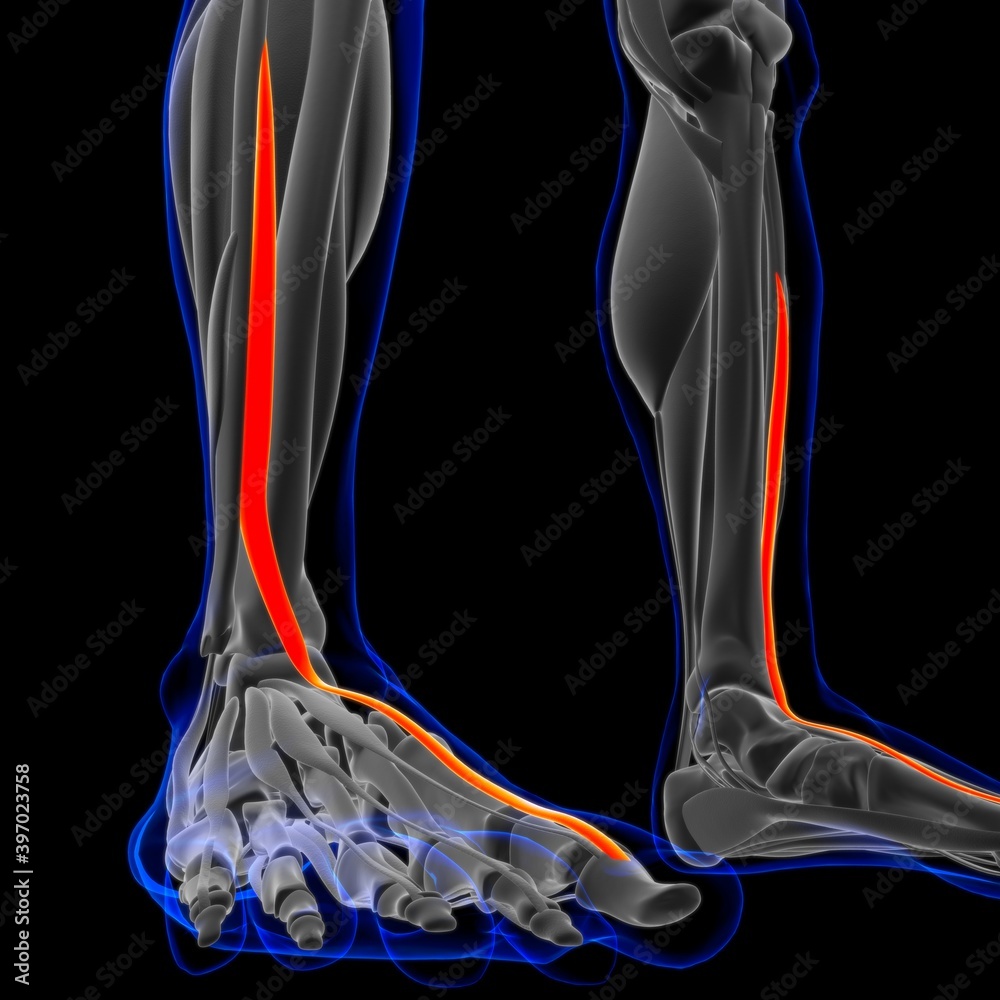 Extensor Hallucis Longus Muscle Anatomy For Medical Concept 3D ...