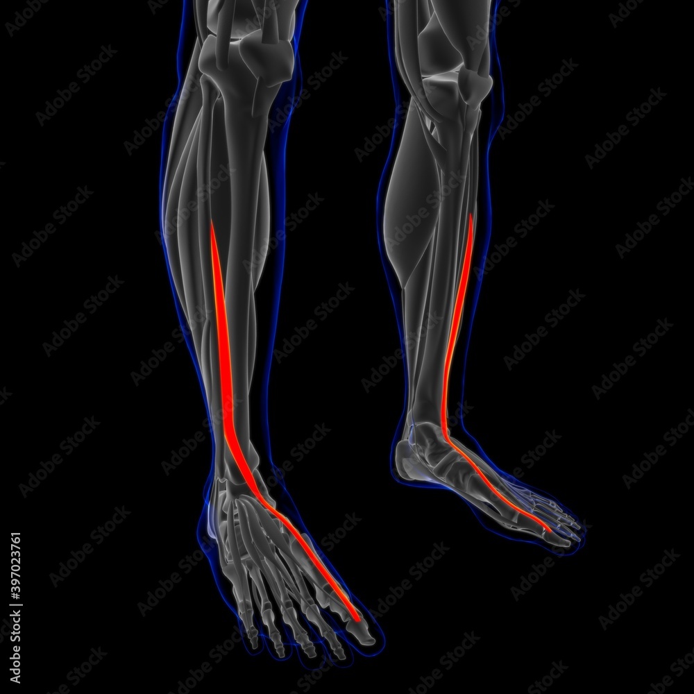 Extensor Hallucis Longus Muscle Anatomy For Medical Concept 3D ...