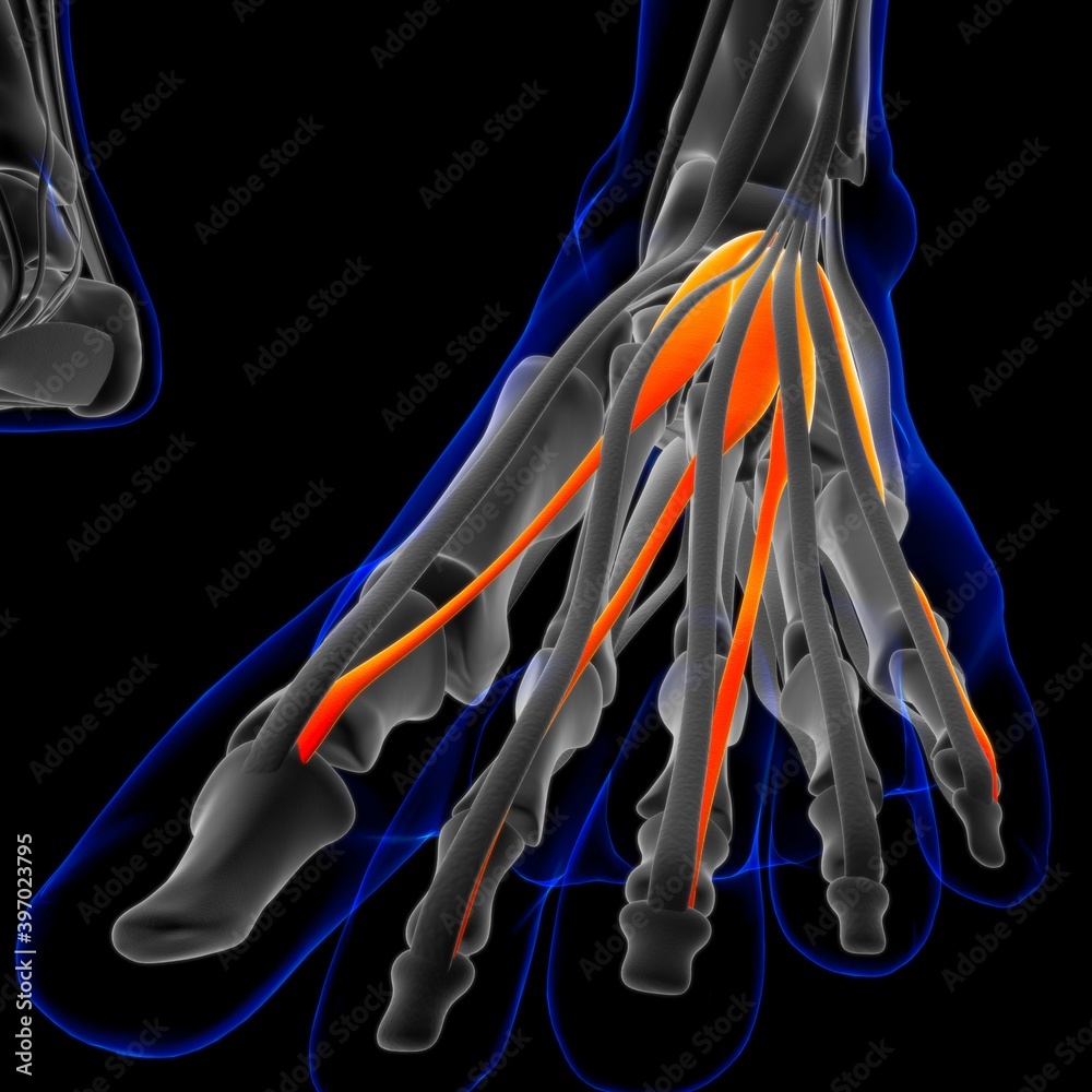Extensor Hallucis Brevis Muscle Anatomy For Medical Concept 3D ...