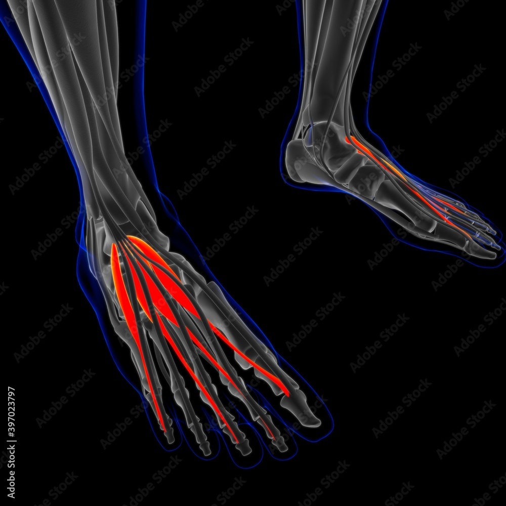 Extensor Hallucis Brevis Muscle Anatomy For Medical Concept 3D ...