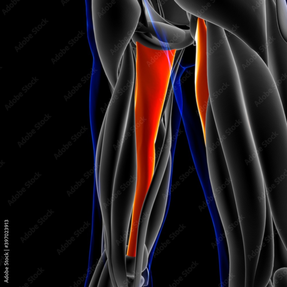 Adductor Magnus Muscle Anatomy For Medical Concept 3D Illustration ...