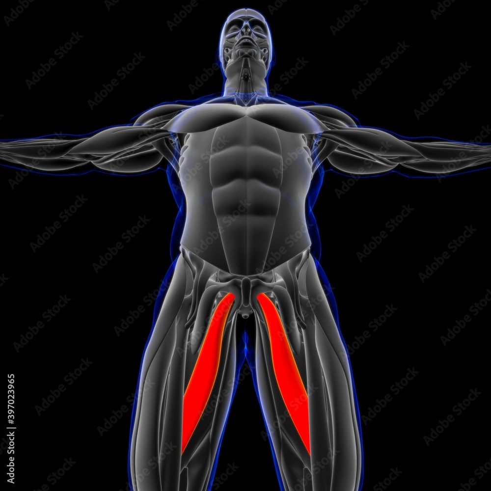 Adductor Longus Muscle Anatomy For Medical Concept 3D Illustration ...