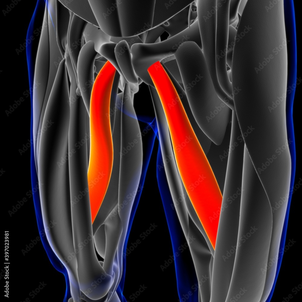 Adductor Longus Muscle Anatomy For Medical Concept 3D Illustration ...