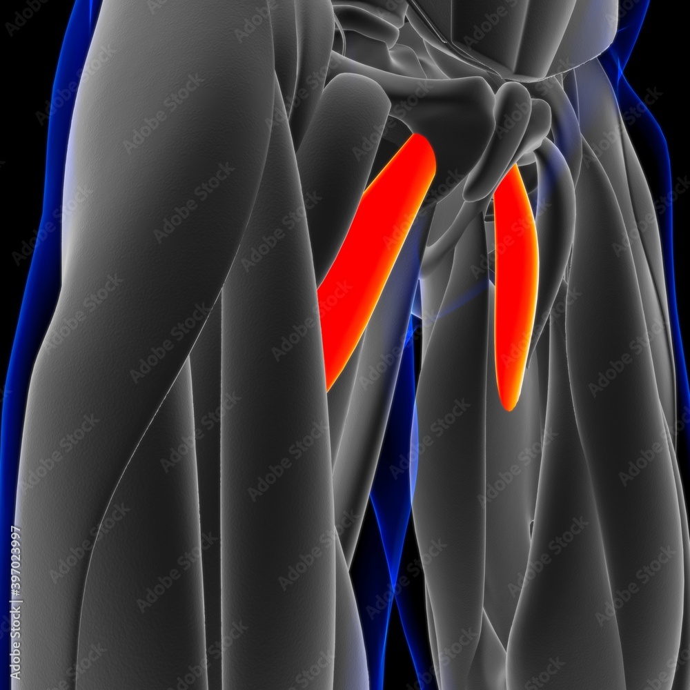 Adductor Brevis Muscle Anatomy For Medical Concept 3D Illustration ...