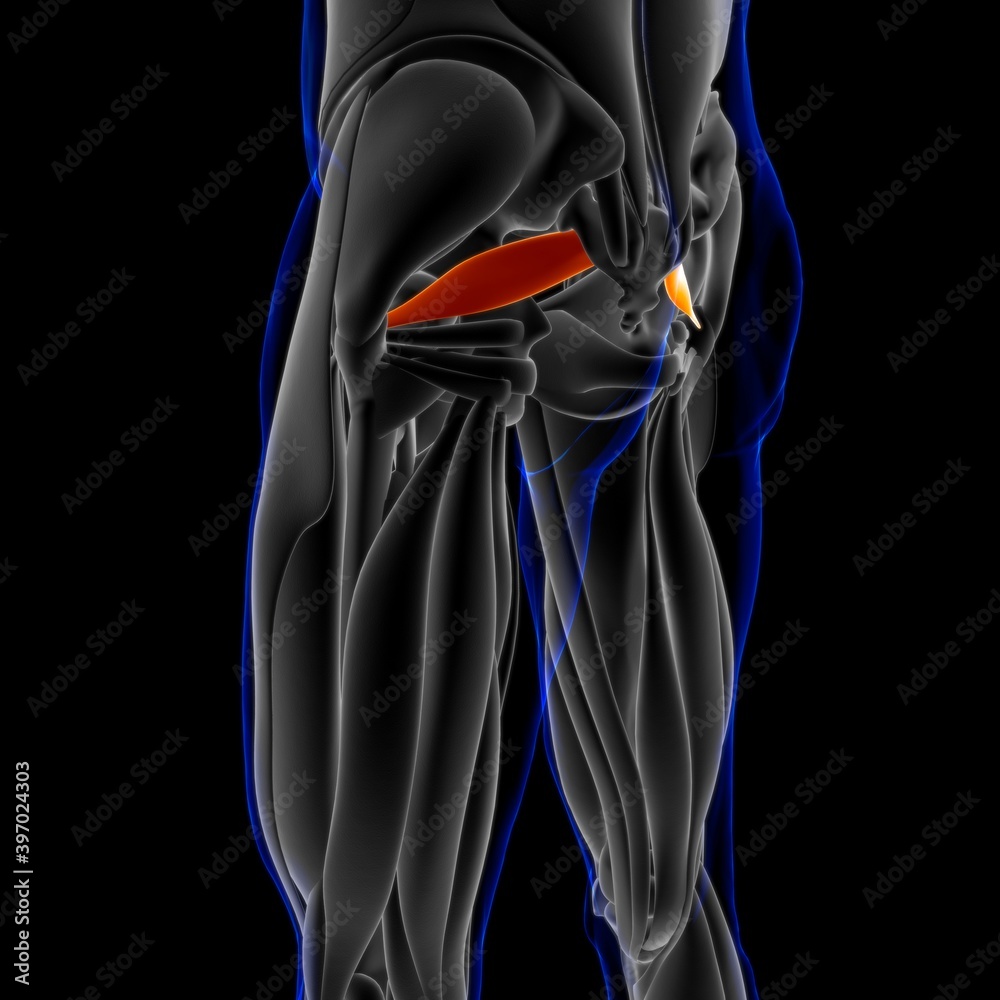 Piriformis Muscle Anatomy For Medical Concept 3D Illustration Stock ...