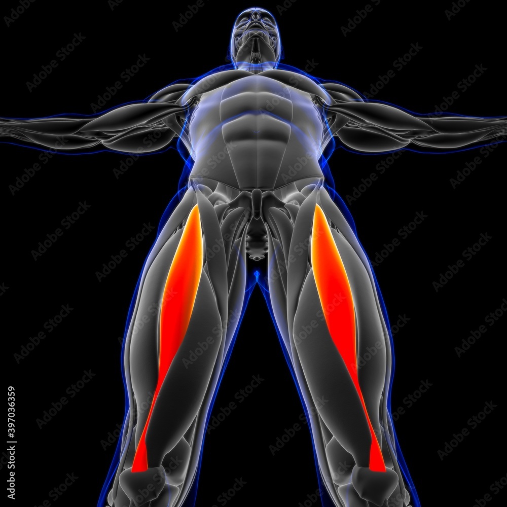 Rectus Femoris Muscle Anatomy For Medical Concept 3D Illustration Stock ...