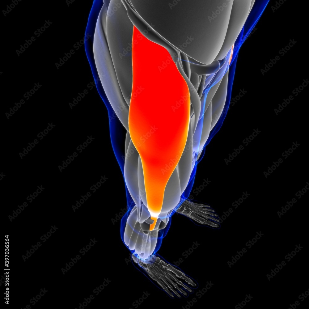 Tensor Fasciae Latae Muscle Anatomy For Medical Concept 3D Illustration ...