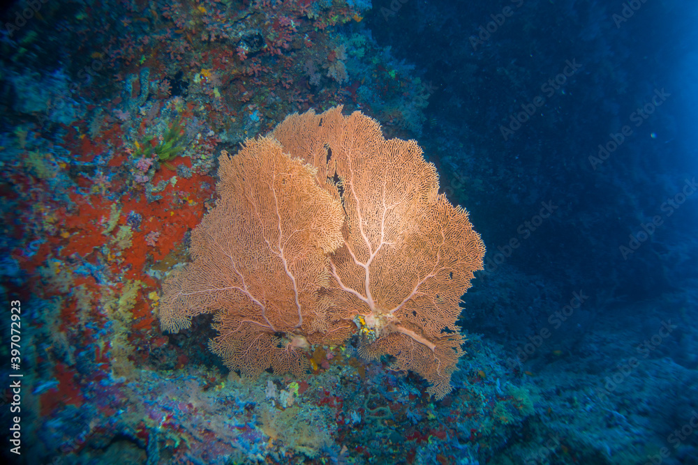 Gorgonia flabellum, venus fan - Beautiful hard and soft corals of the ...