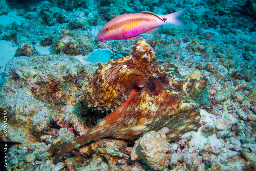 Underwater Life: Common Octopus (Octopus Vulgaris) underwater foto in ...