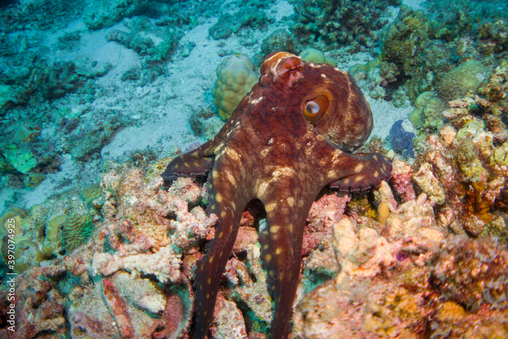 Underwater Life: Common Octopus (Octopus Vulgaris) underwater foto in ...